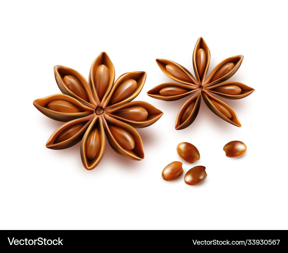 Anise stars isolated on white background Vector Image