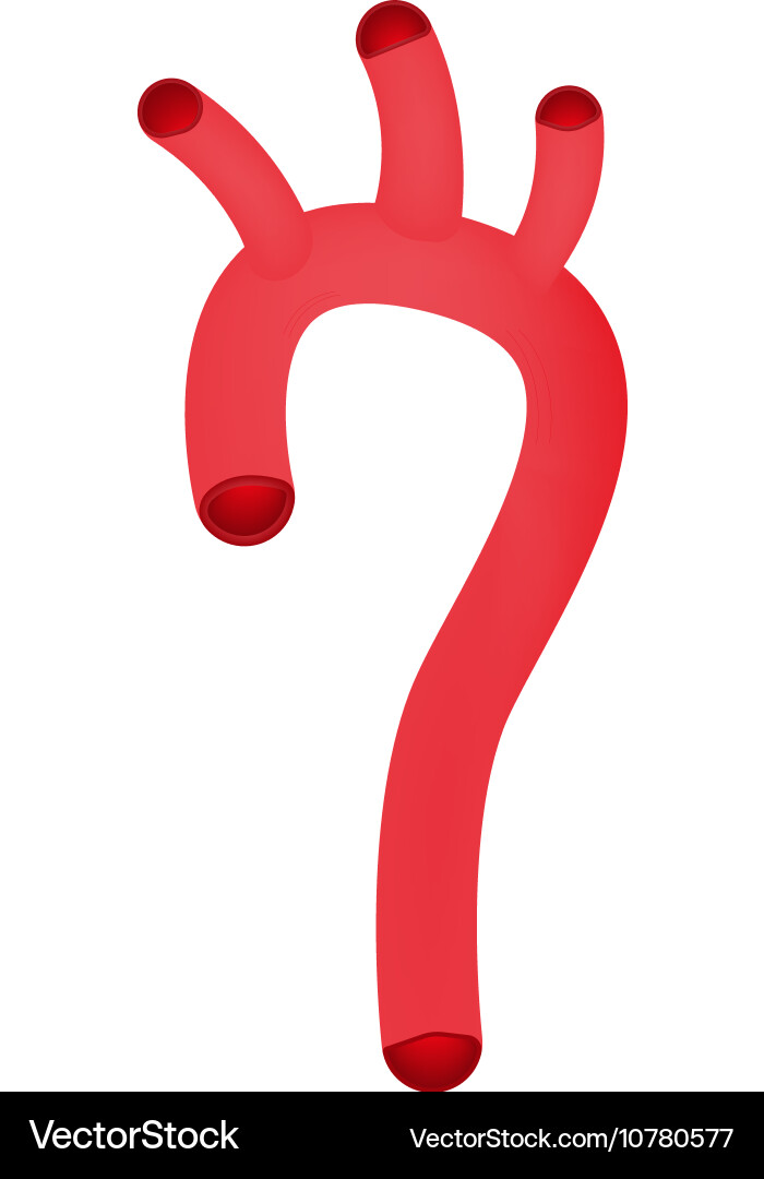 Aorta and aortic arch cartoon Royalty Free Vector Image