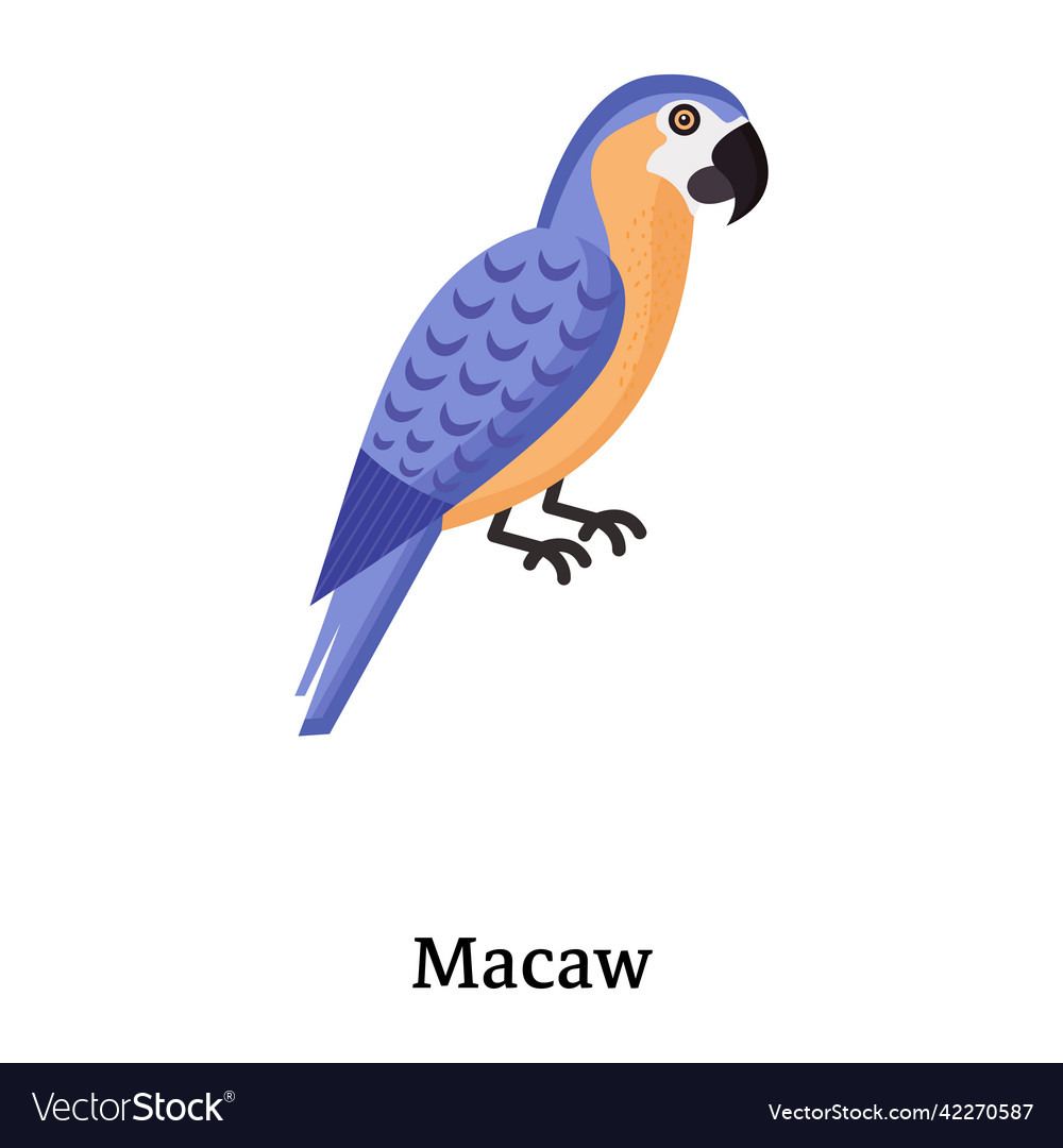 Macaw Royalty Free Vector Image - VectorStock