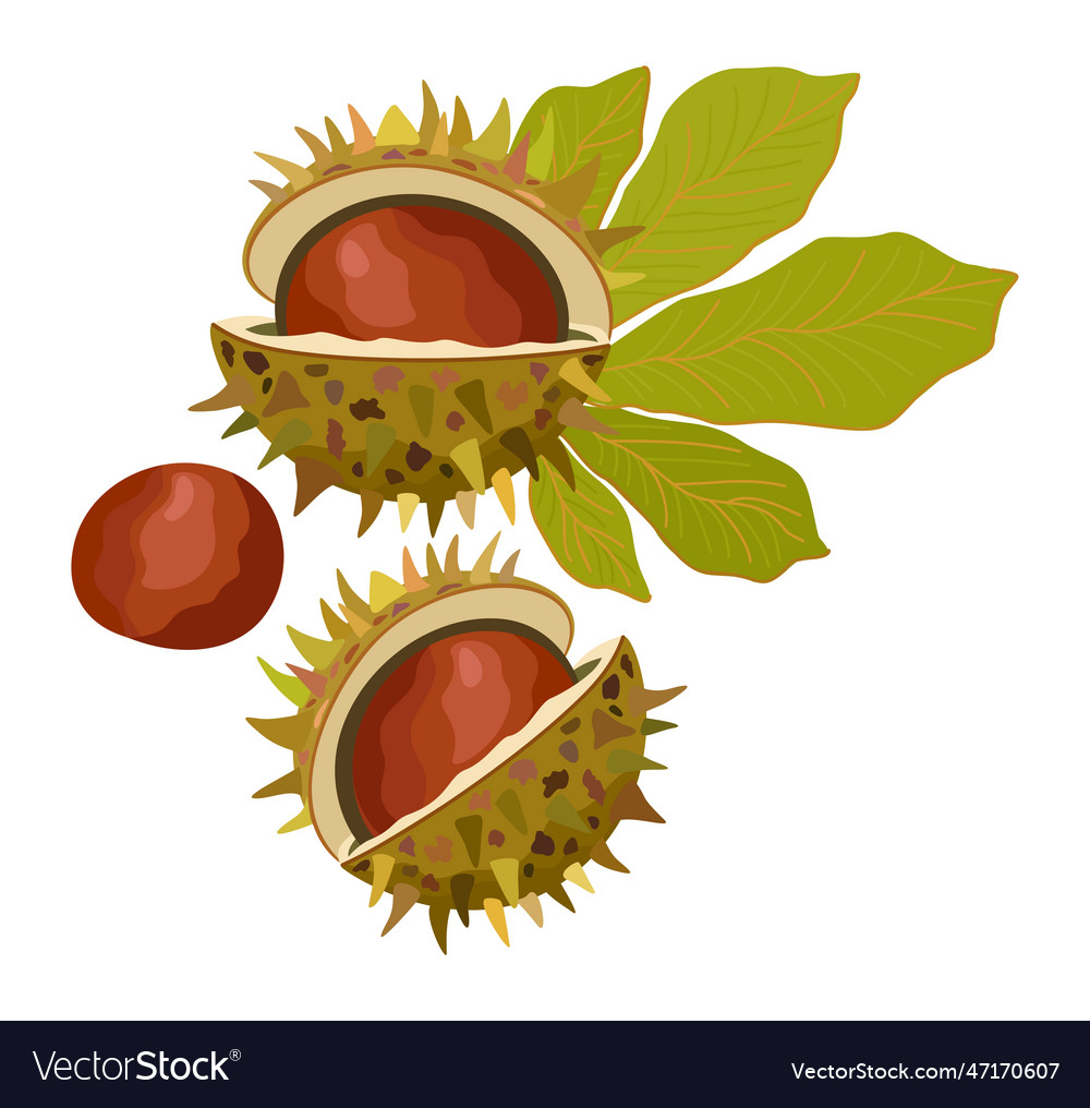 Chestnut Royalty Free Vector Image - VectorStock