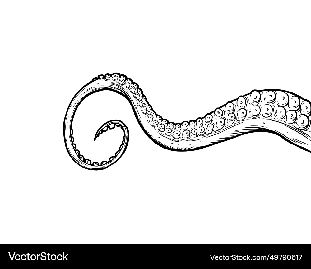 Octopus tentacles Royalty Free Vector Image - VectorStock