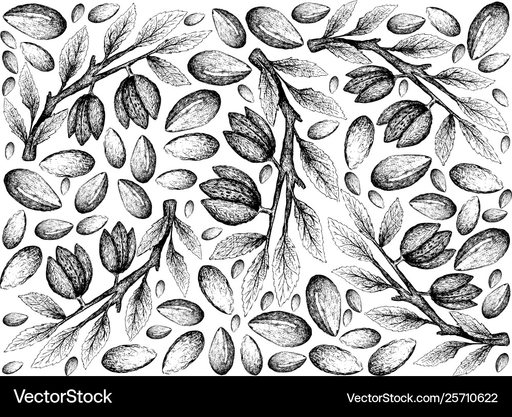 Hand drawn argan seeds and almonds background Vector Image