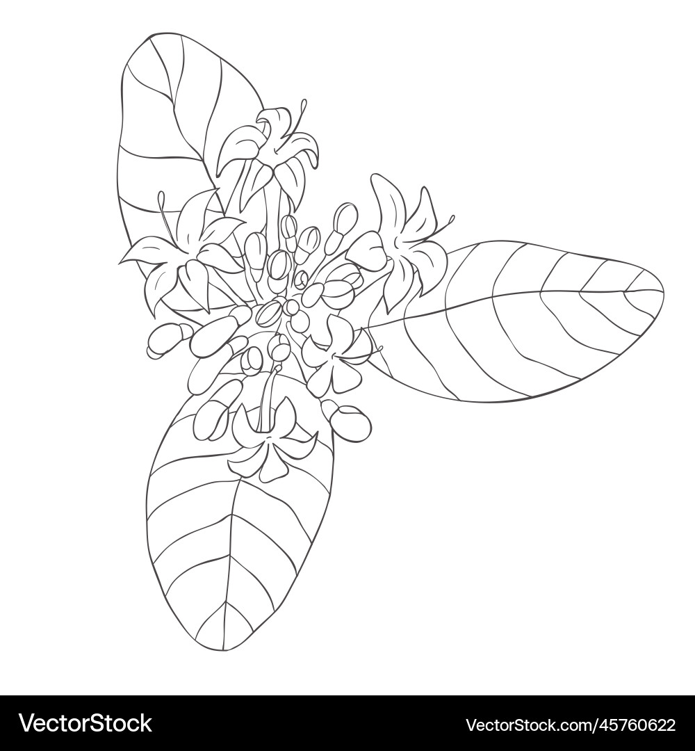 Line art noni fruit blossom branch Royalty Free Vector Image
