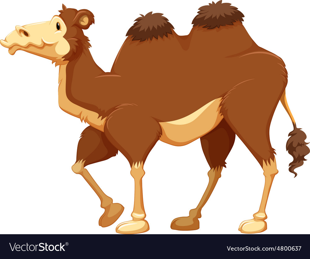 Camel Royalty Free Vector Image - VectorStock