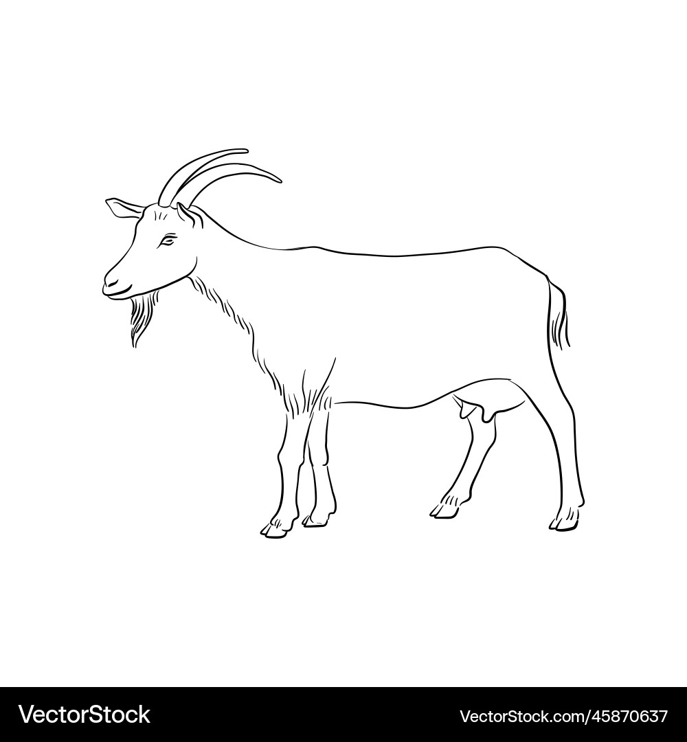 Drawing goat domestic animal Royalty Free Vector Image