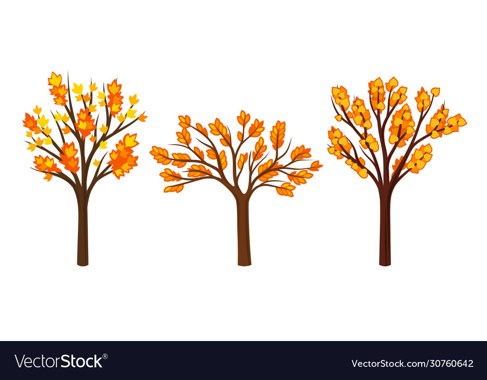 Autumn trees with bright orange foliage set Vector Image
