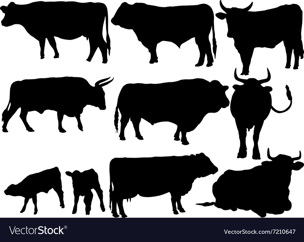 Cattle vs Royalty Free Vector Image - VectorStock