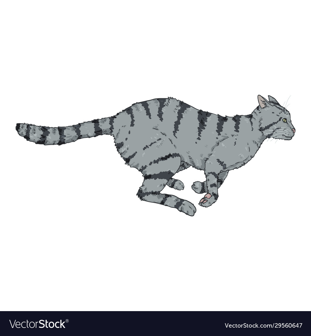 Running gray striped cat Royalty Free Vector Image
