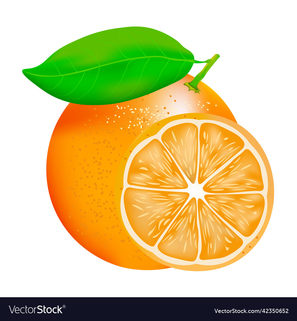 Orange fruit slice Royalty Free Vector Image - VectorStock