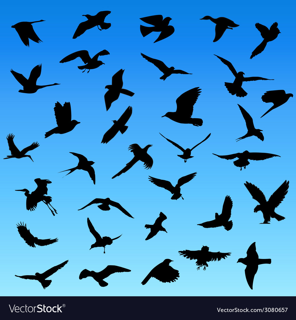 Birds in flight Royalty Free Vector Image - VectorStock