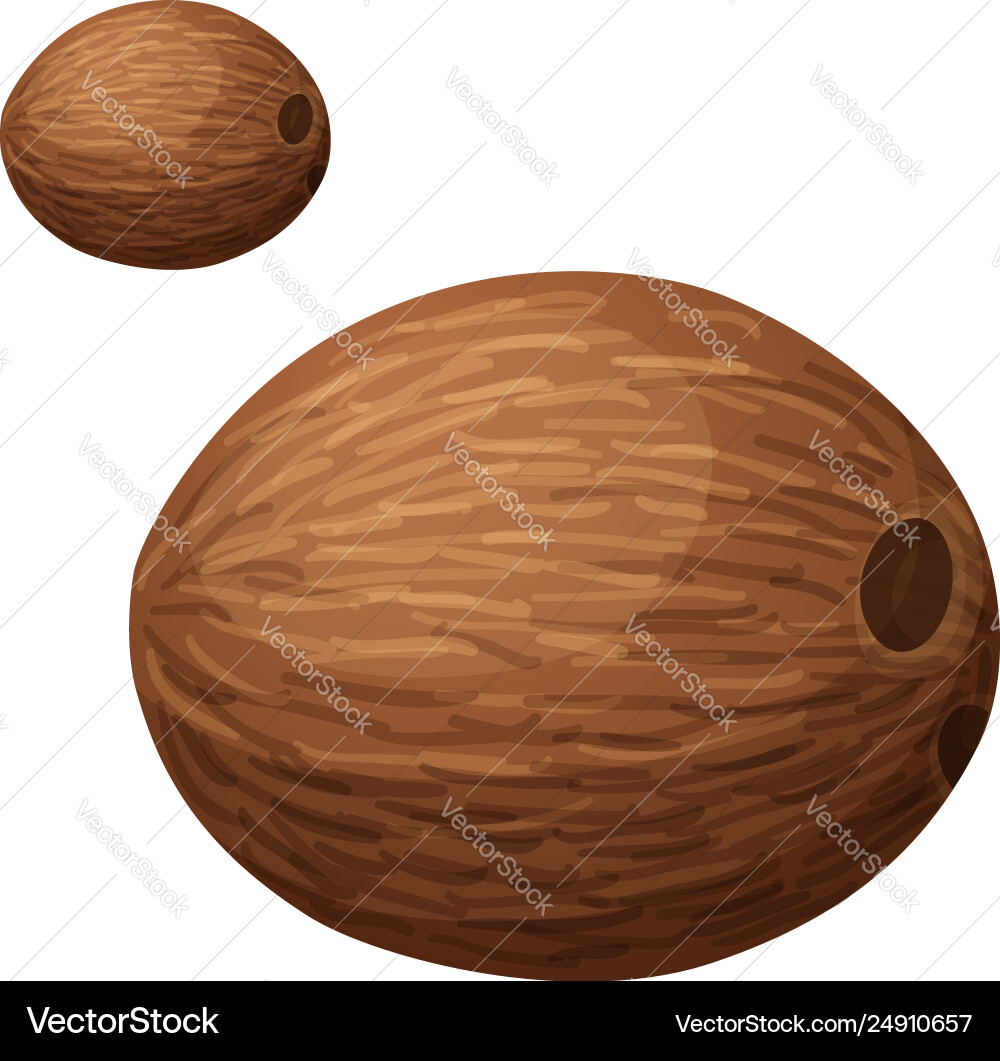 Whole coconut cartoon icon isolated on Royalty Free Vector
