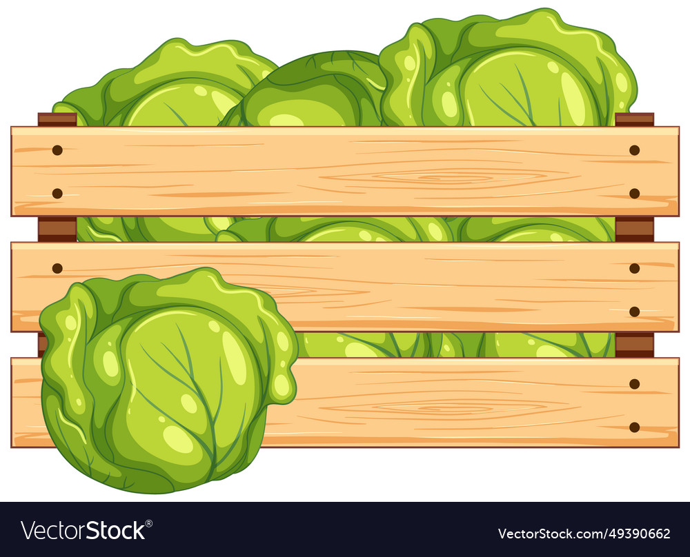 Isolated wooden crate full of cabbage Royalty Free Vector Isolated wooden crate full of cabbage Royalty Free Vector