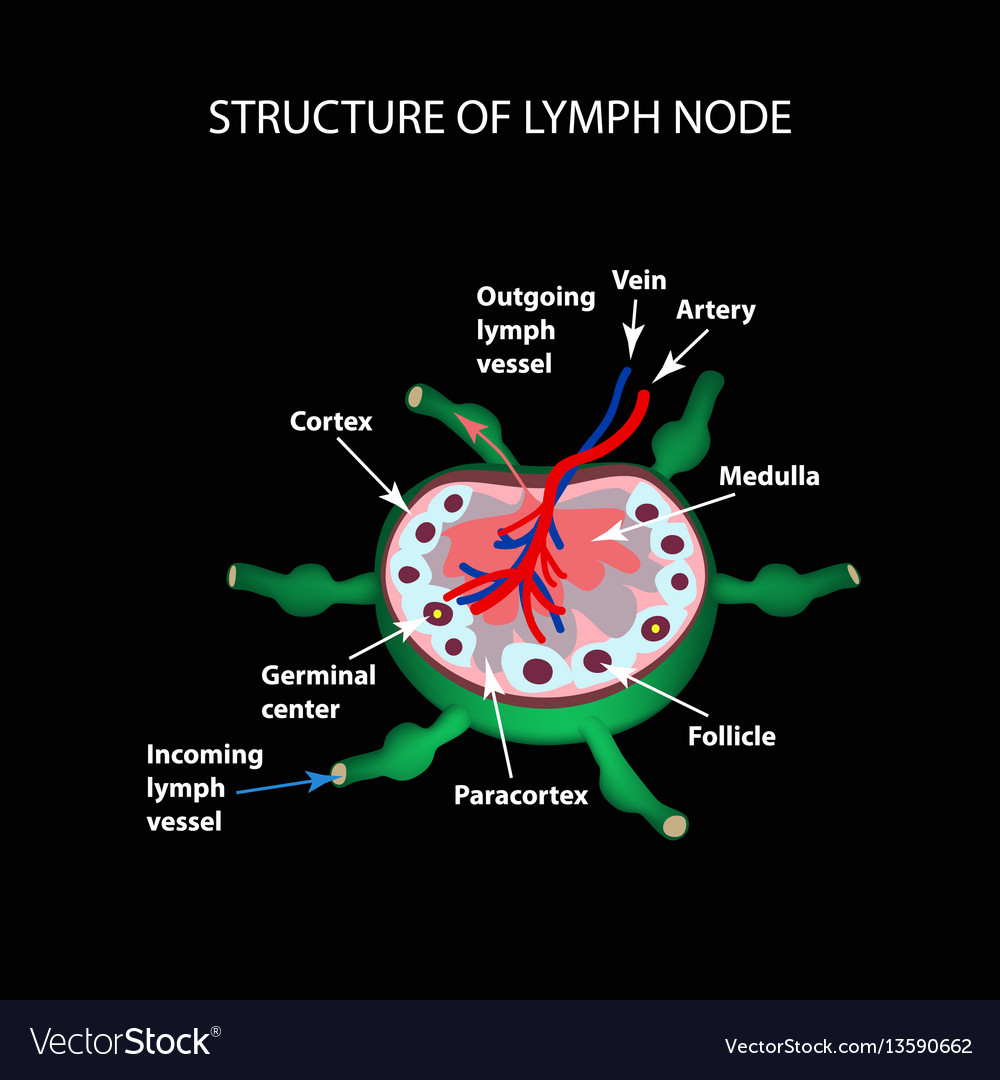 The anatomical structure of the lymph node Vector Image The anatomical structure of the lymph node Vector Image