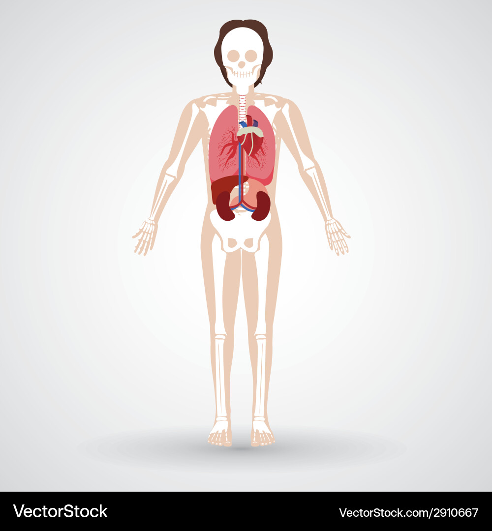 Body design over white background Royalty Free Vector Image