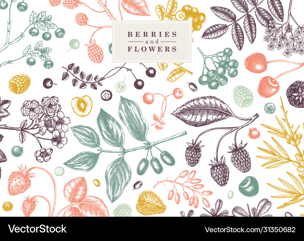 Hand drawn berries background in color wild Vector Image