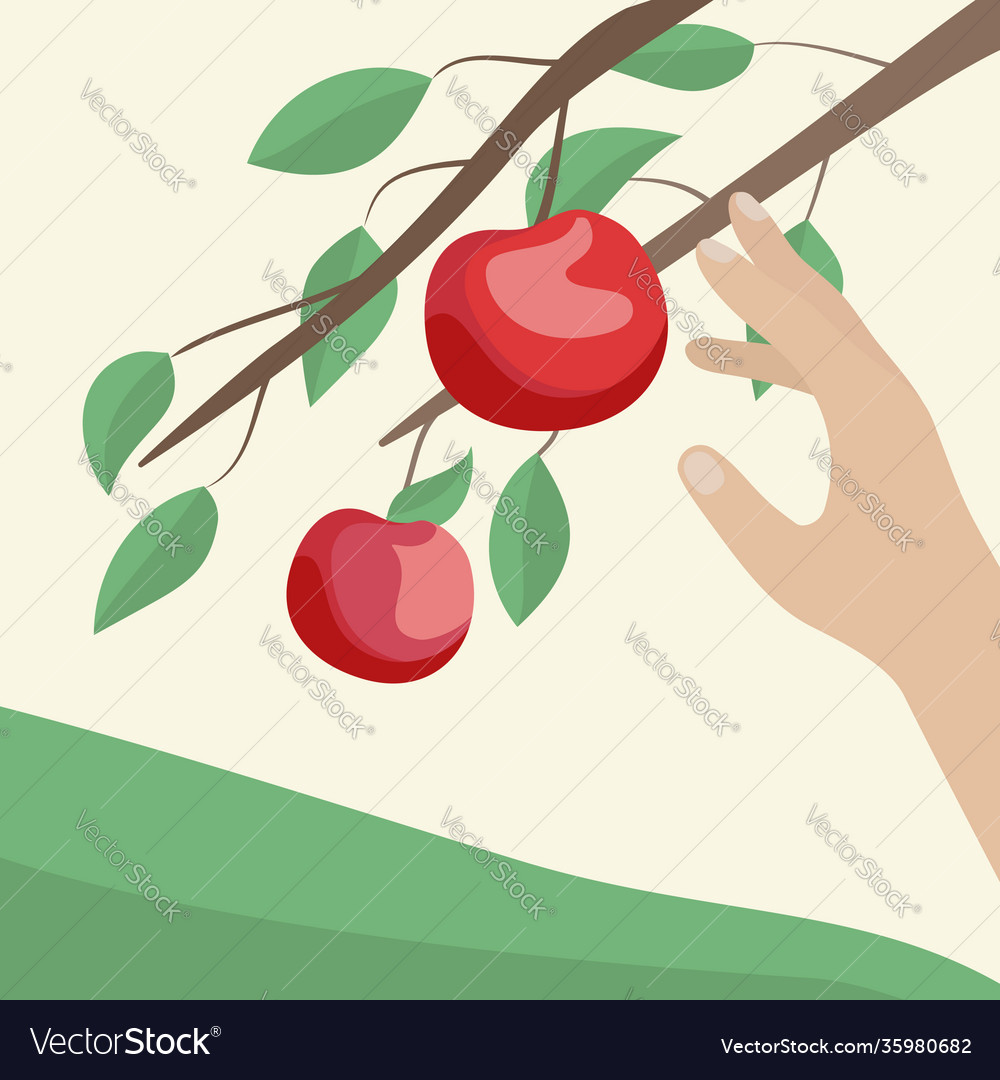 Hands are picking apples in garden Royalty Free Vector Image