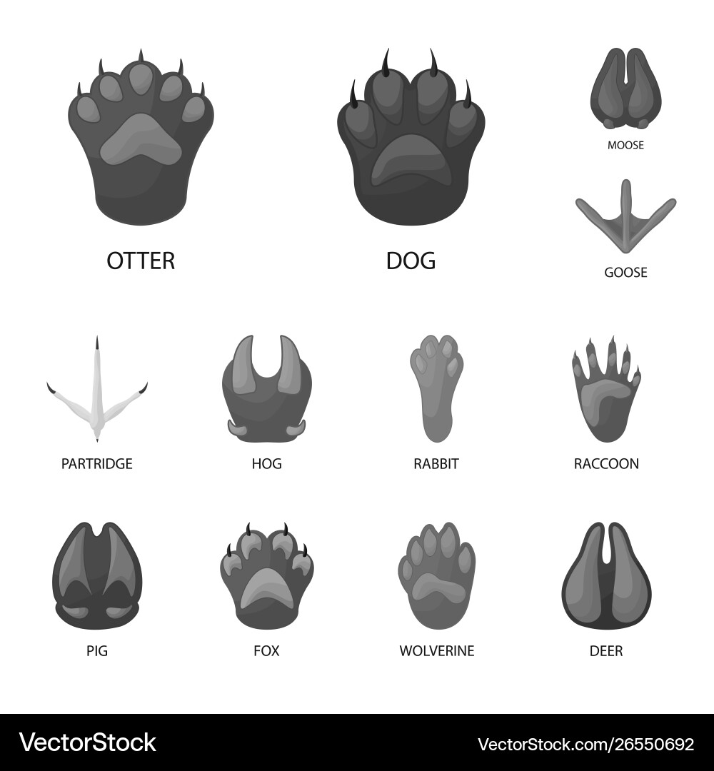Isolated object wildlife and trace symbol set Vector Image