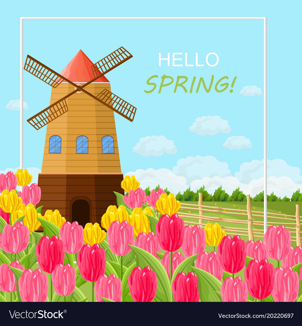 Spring card with tulips and a mill Royalty Free Vector Image