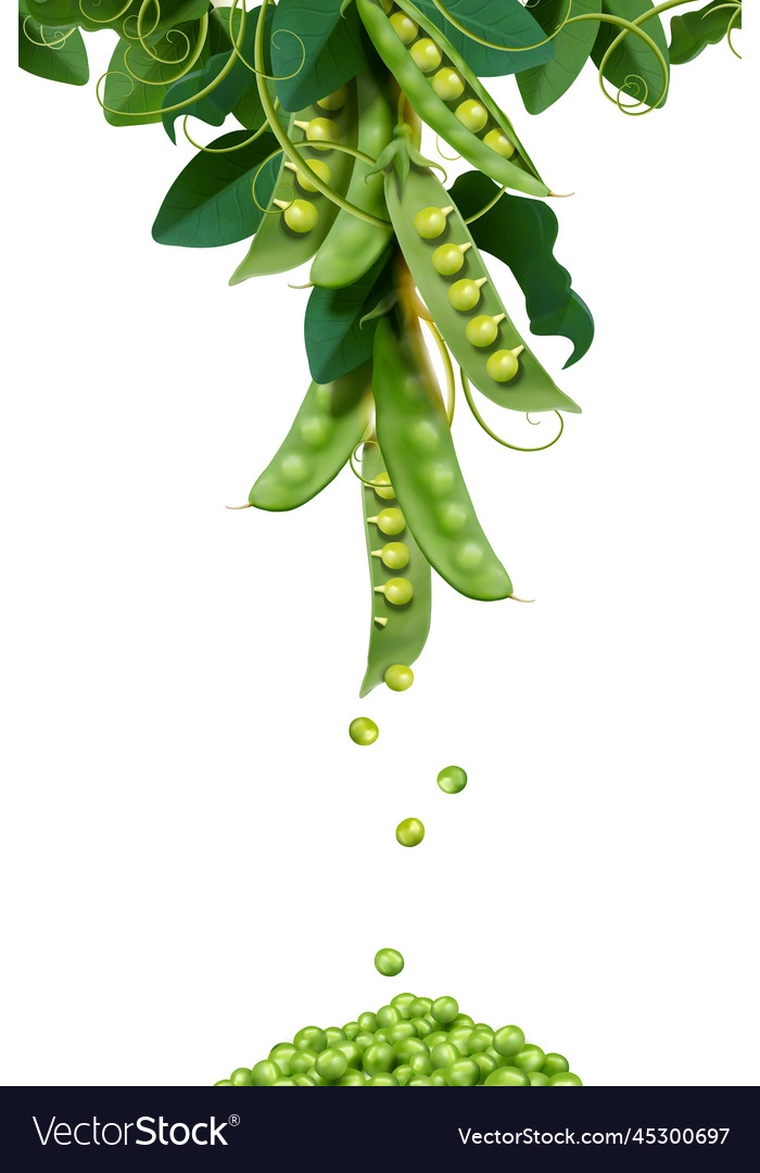 Young peas and pods Royalty Free Vector Image - VectorStock
