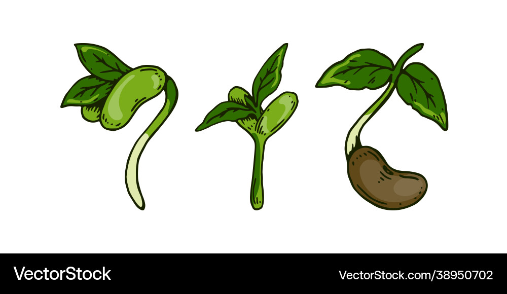 Set hand drawn bean sprouts in sketch style Vector Image