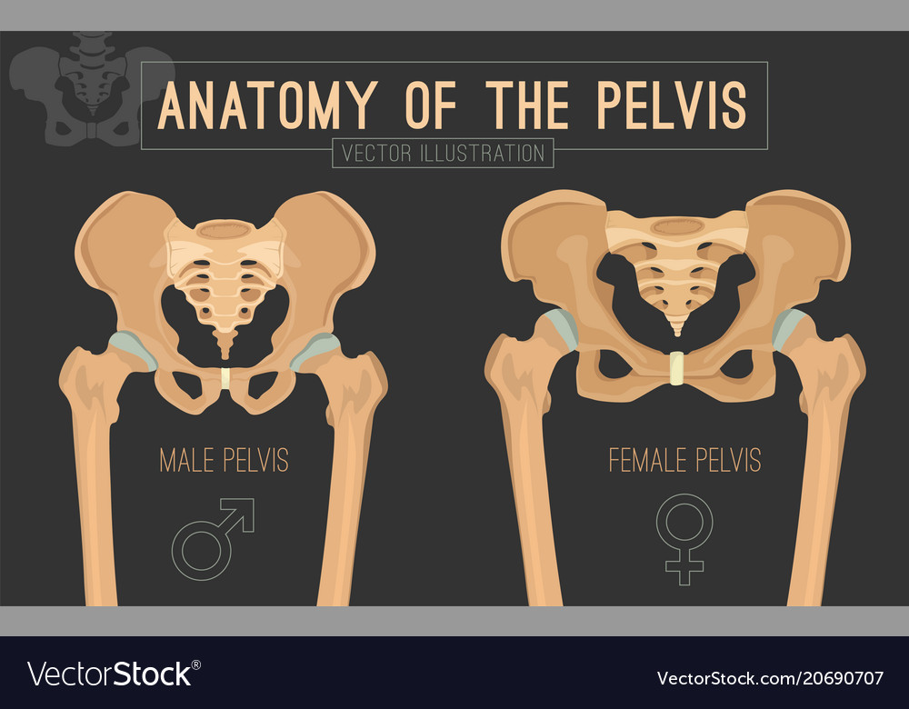 Female male pelvis Royalty Free Vector Image - VectorStock Female male pelvis Royalty Free Vector Image - VectorStock