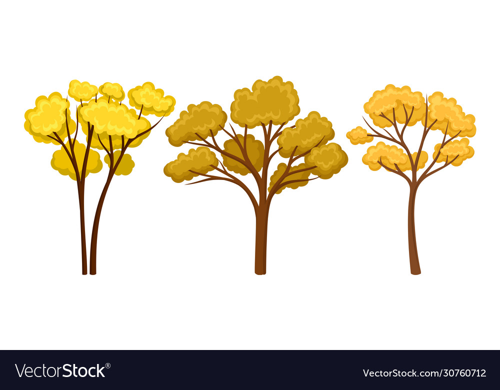 Autumn trees with lush foliage isolated on white Vector Image