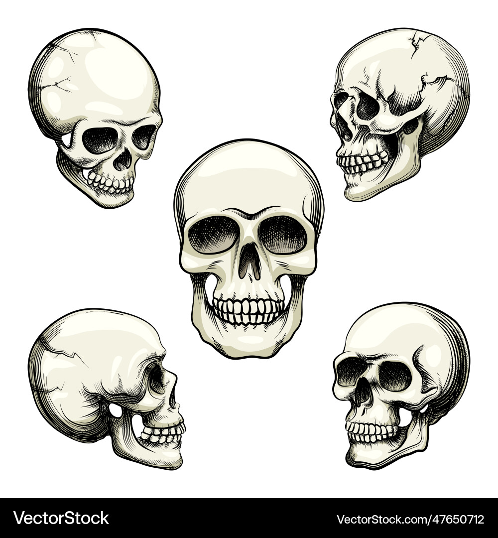 Views of human skull Royalty Free Vector Image