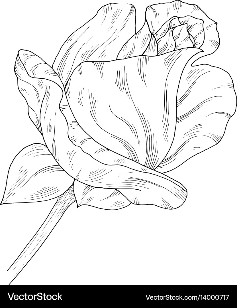 Flower ink sketch isolated on white background Vector Image