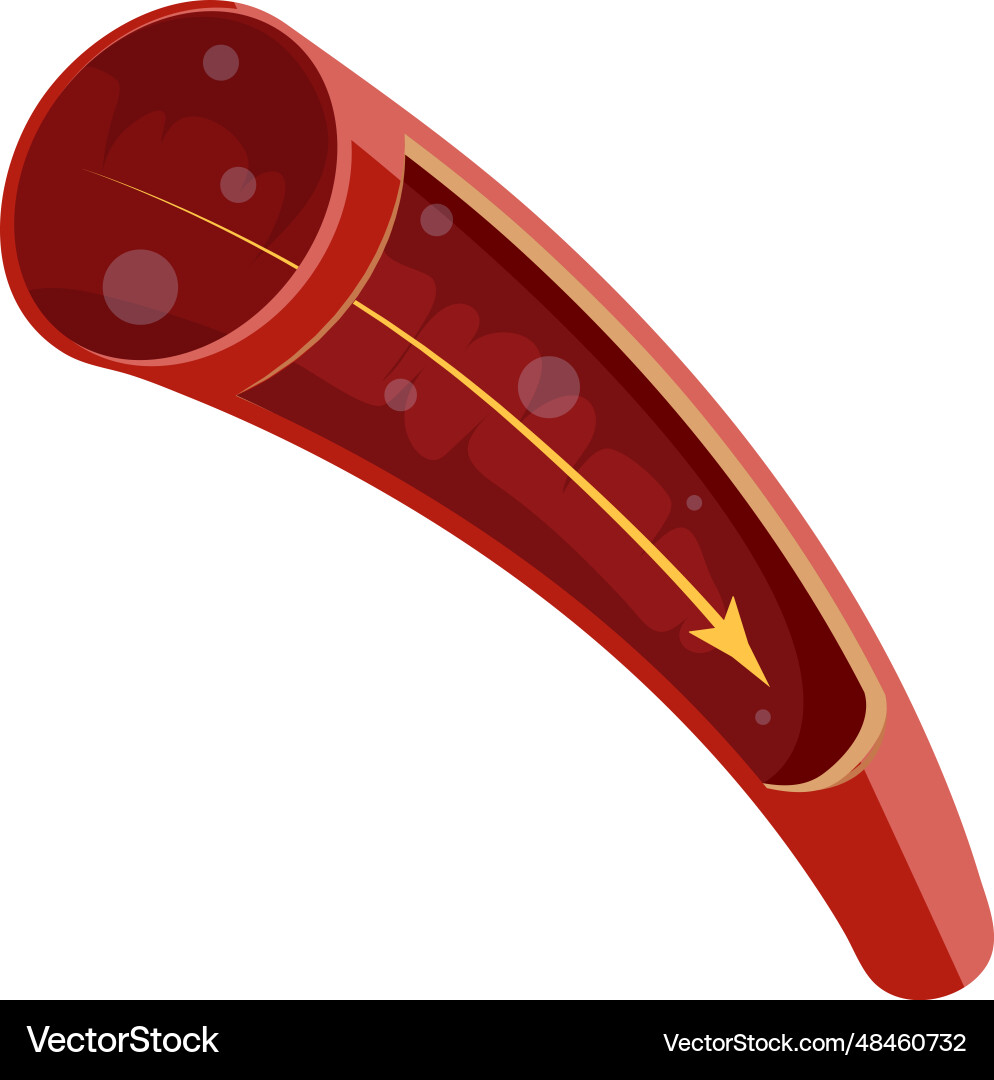 Human artery medical with blood Royalty Free Vector Image