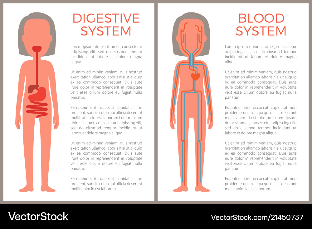 Digestive and blood system color anatomical image Vector Image
