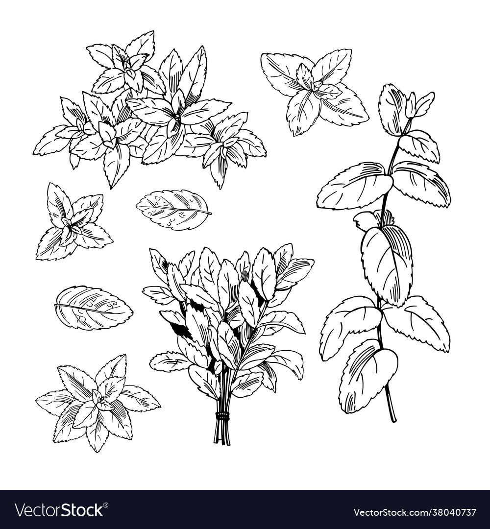 Peppermint Royalty Free Vector Image - VectorStock