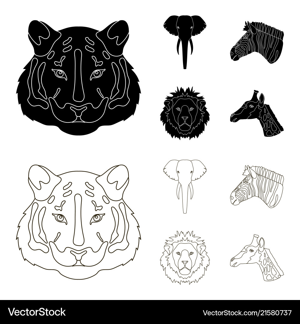Tiger lion elephant zebra realistic animals Vector Image