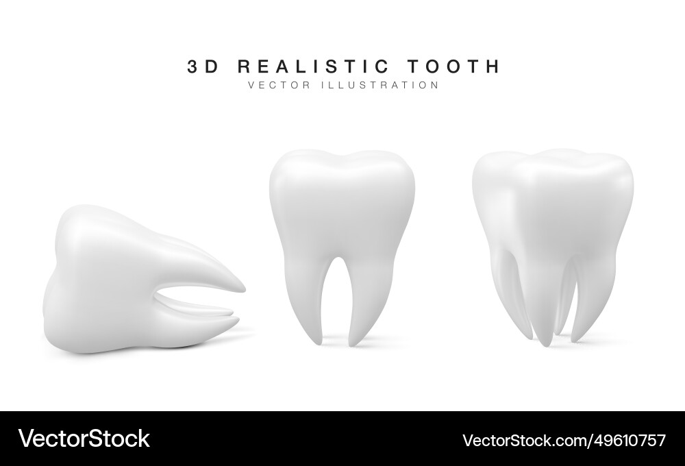 Set of white tooth in different position isolated Vector Image