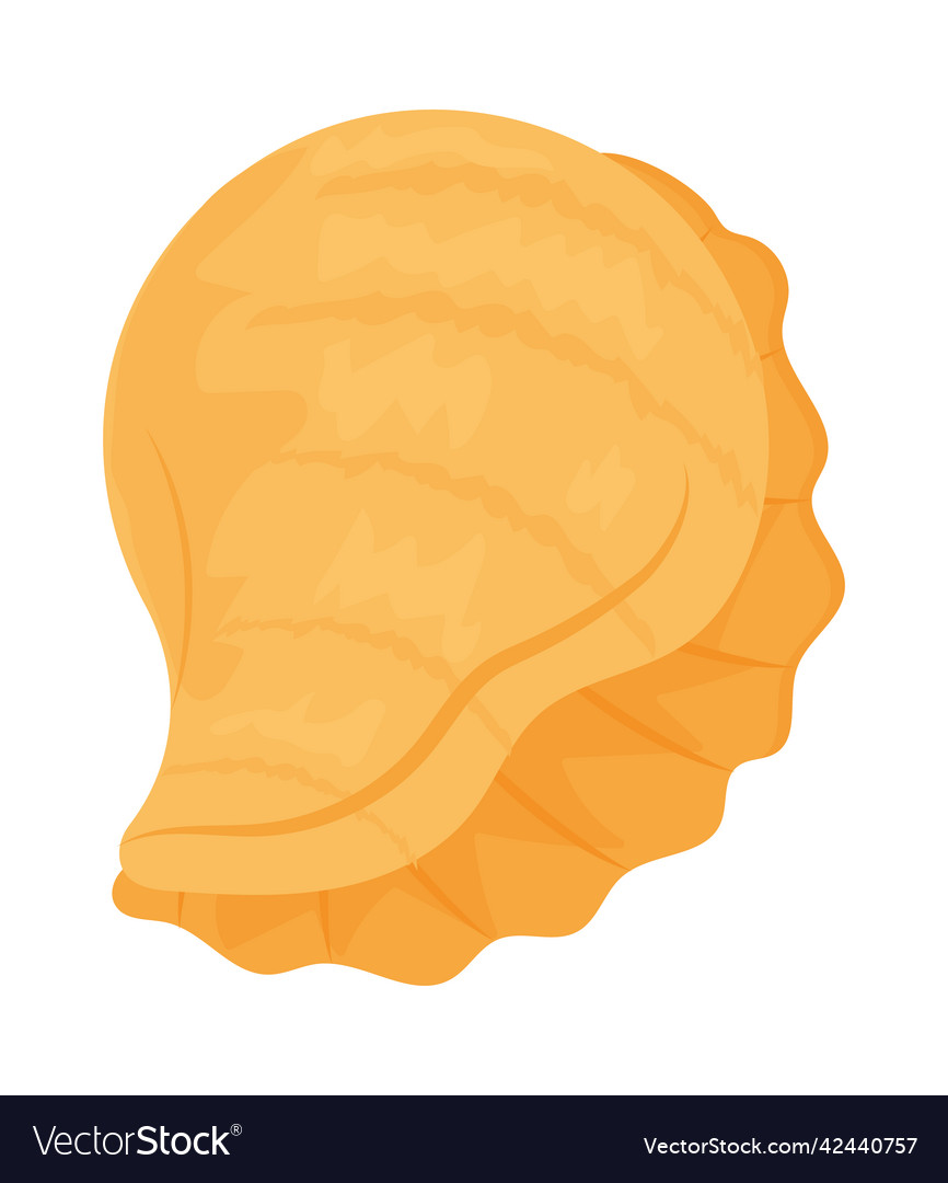 Yellow olive shell Royalty Free Vector Image - VectorStock