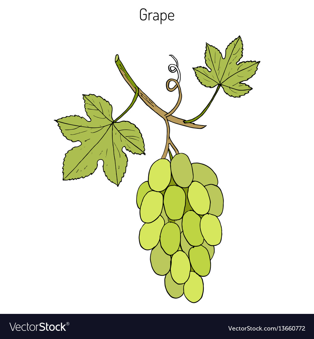 Common grape vine Royalty Free Vector Image - VectorStock