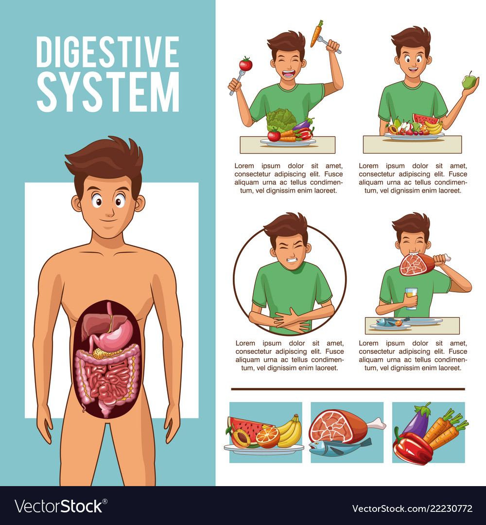 Digestive system infographic Royalty Free Vector Image