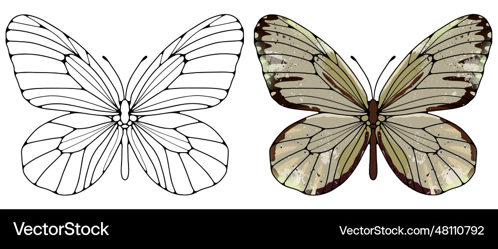 Butterfly contour and colored beige butterfly Vector Image