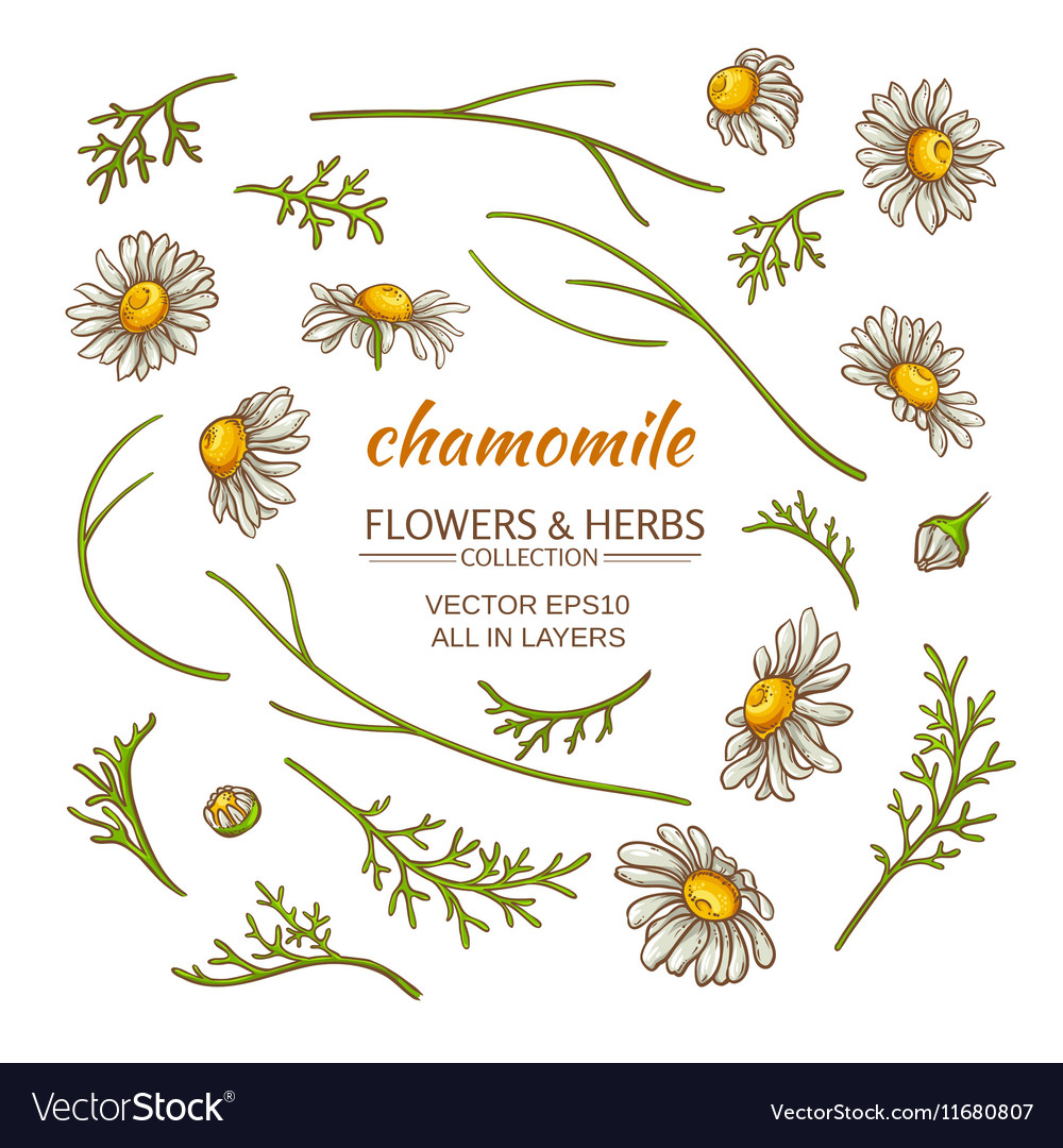 Chamomile elements set Royalty Free Vector Image