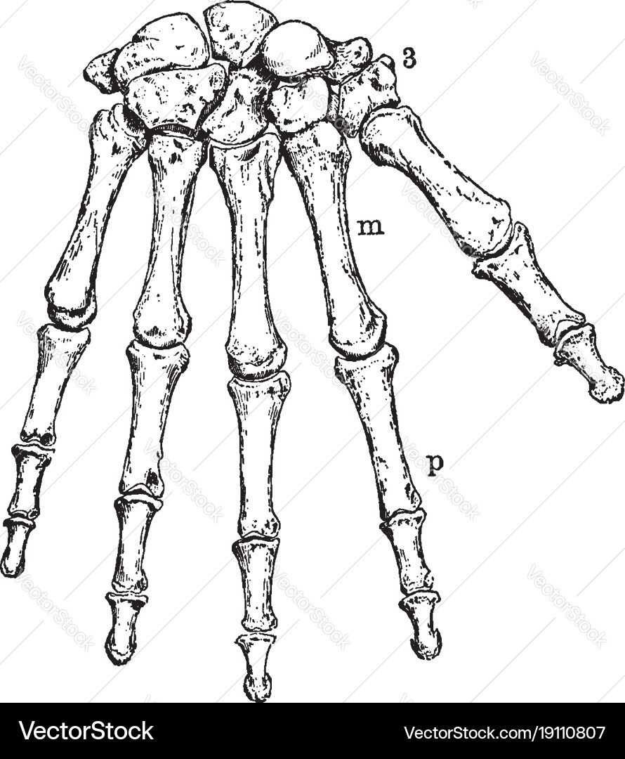 Human wrist and hand bones vintage Royalty Free Vector Image