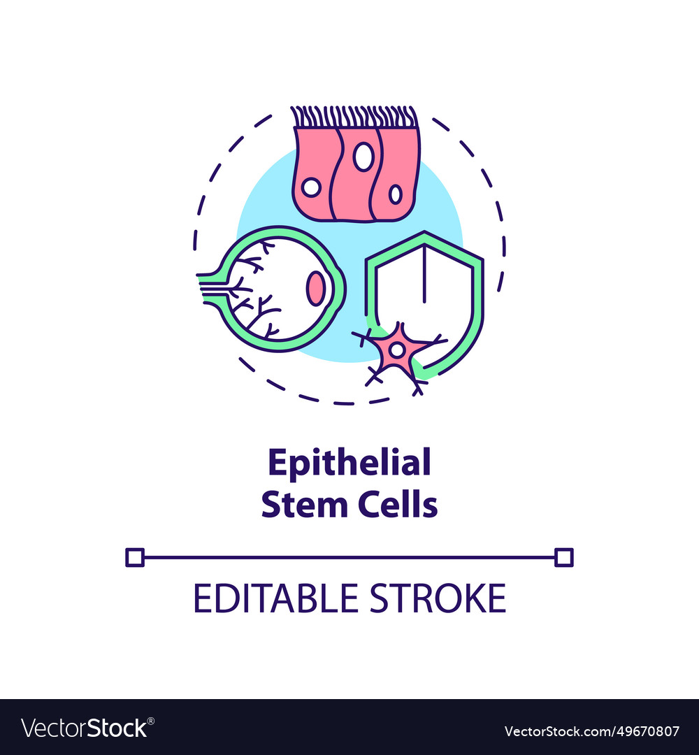 Thin line simple colorful epithelial stem cells Vector Image