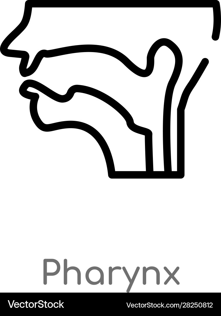 Outline pharynx icon isolated black simple line Vector Image