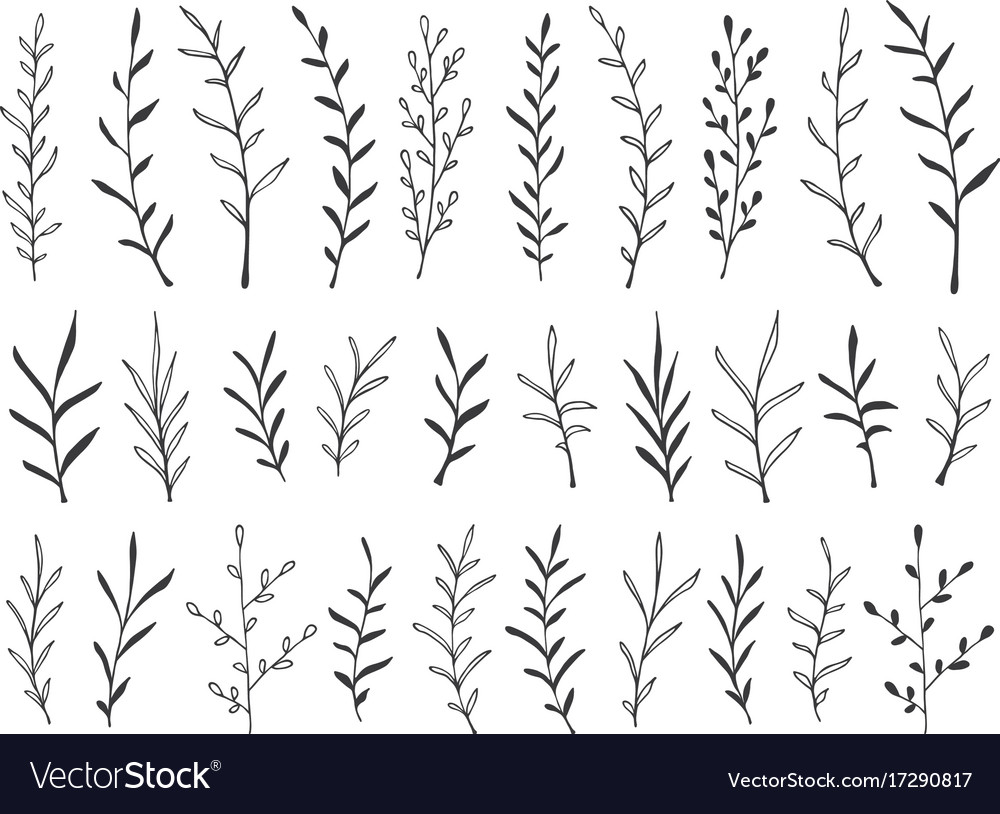 Hand drawn botanical decorative design elements Vector Image Hand drawn botanical decorative design elements Vector Image