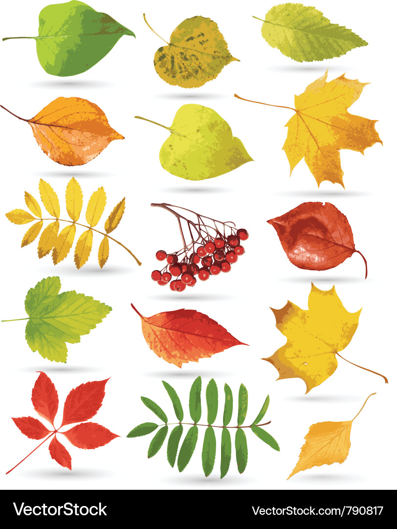 Set of colorful leaves Royalty Free Vector Image