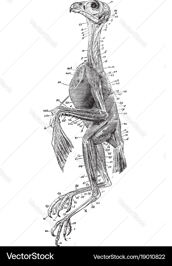 Eurasian sparrowhawk muscles vintage Royalty Free Vector