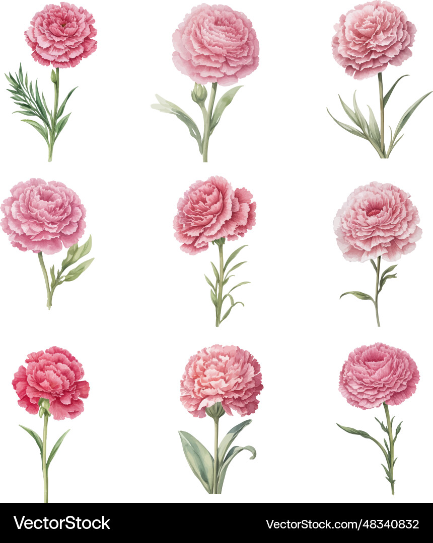 Carnation flower set watercolor hand drawn Vector Image