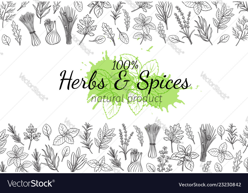 Herbs and spice seamless border Royalty Free Vector Image