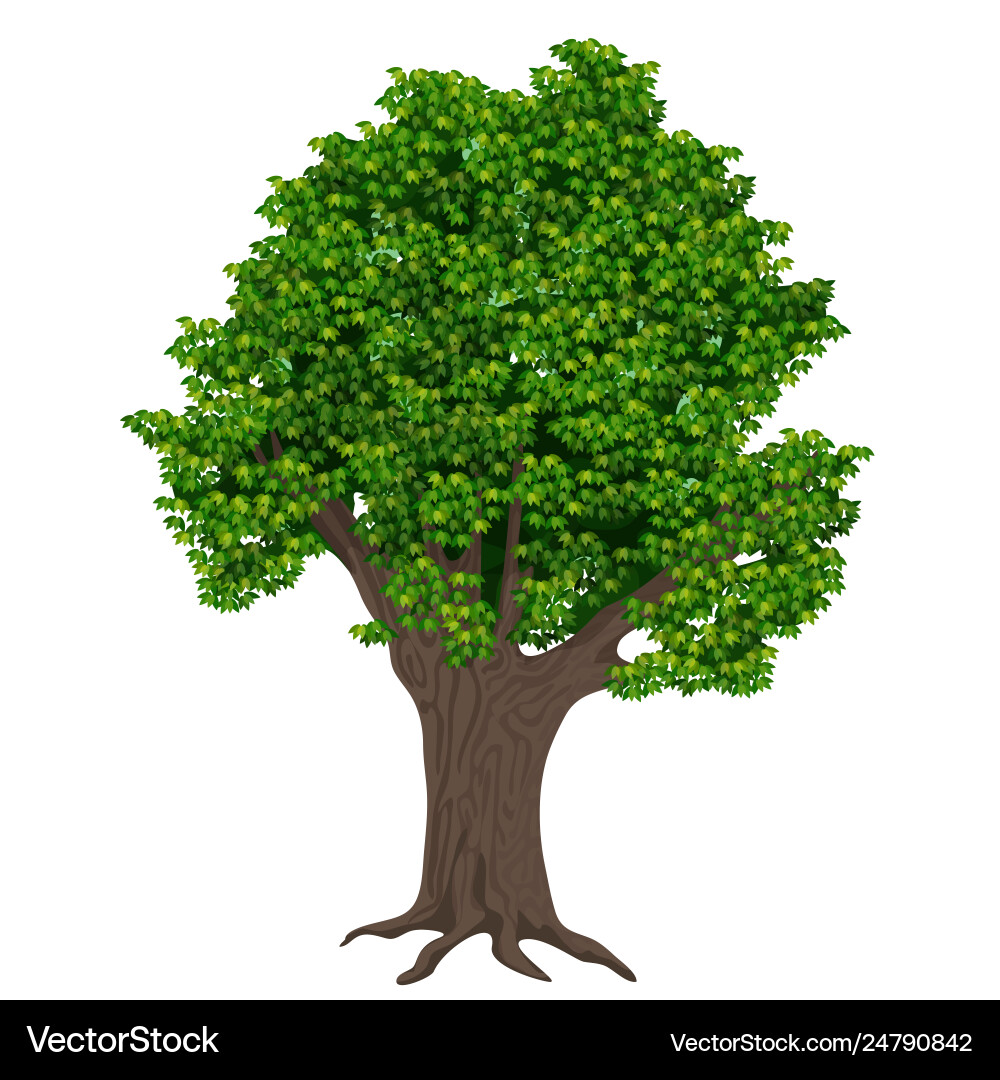 Realistic high detailed plant tree isolated Vector Image