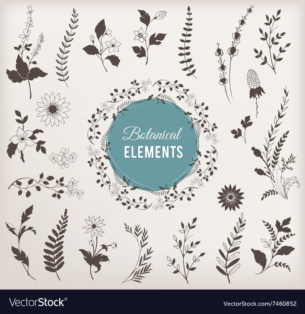 Set botanical elements Royalty Free Vector Image