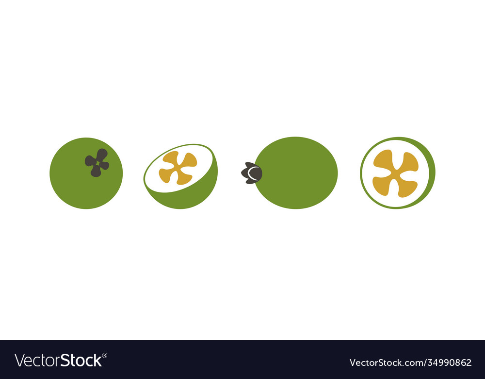 Feijoa Royalty Free Vector Image - VectorStock