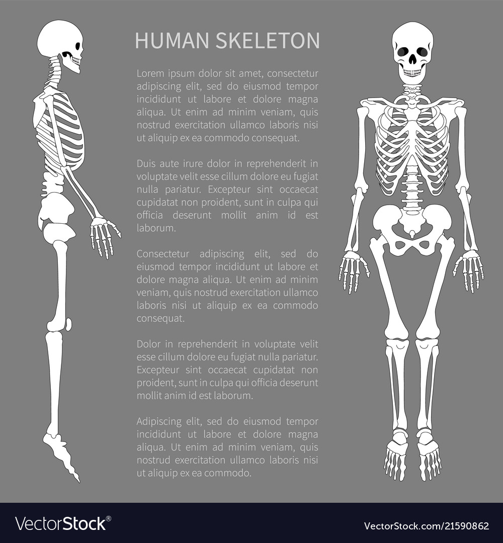 Human skeleton and text sample Royalty Free Vector Image